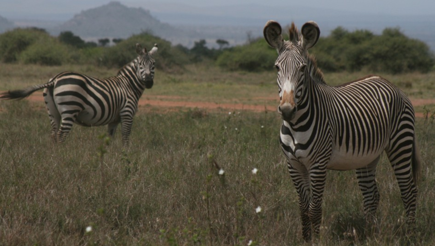 Athi Kapiti Landscape Game Count Report Conducted on 4th June 2023 - AKWCA